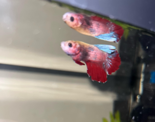 Betta Fish Swimming Sideways: Treatments & Reasons - The Aquarium Guide