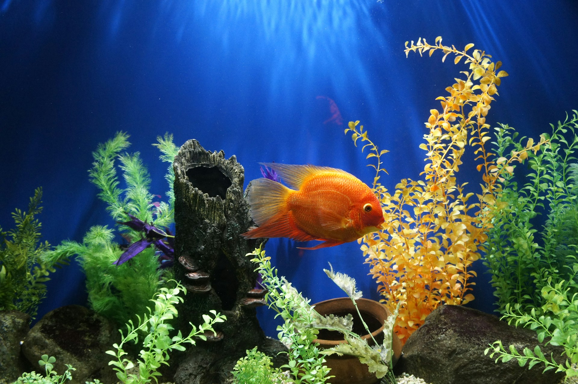 Choose the Best Fishies For Your 1 Gallon Tank - The Aquarium Guide