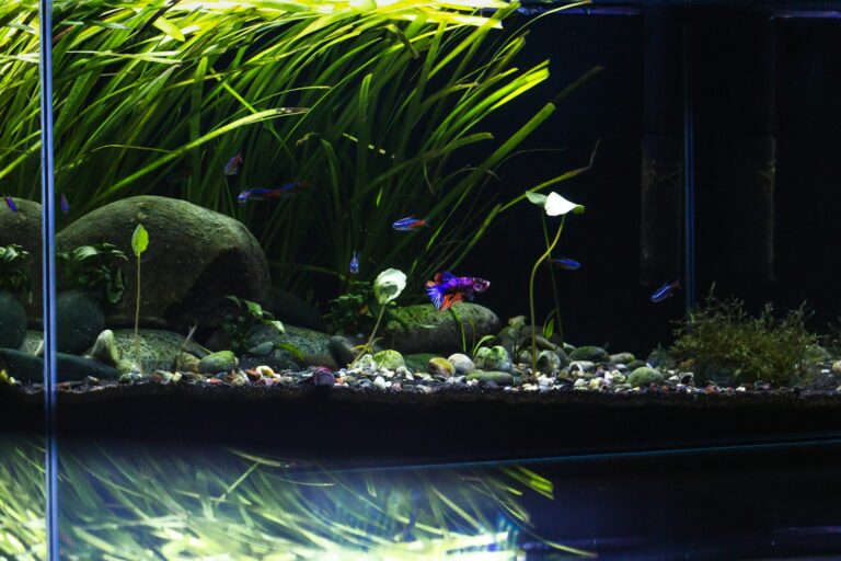 Choose the Best Fishies For Your 1 Gallon Tank - The Aquarium Guide