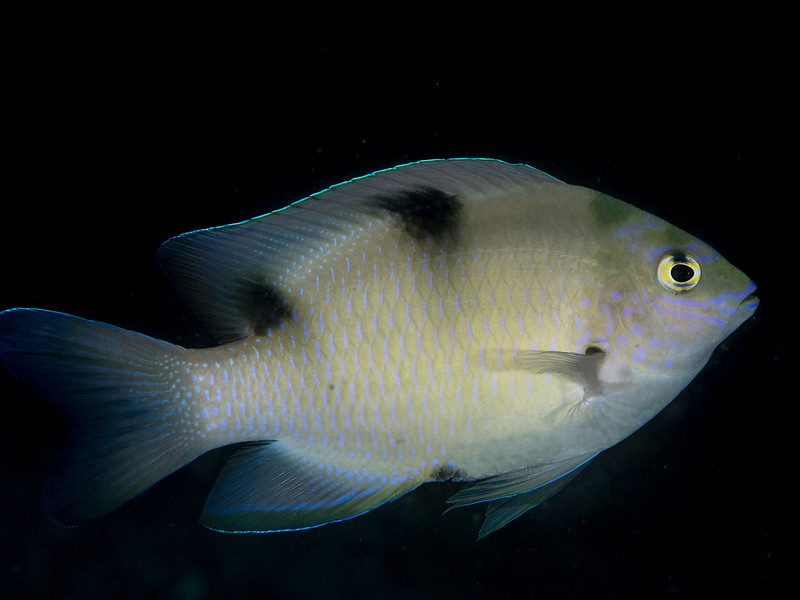 All the fishes featured in Finding Nemo - The Aquarium Guide