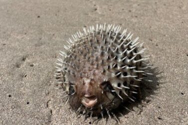 All the fishes featured in Finding Nemo - The Aquarium Guide