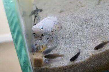 Do Mollies and Guppies Get Along? The Aquarium Guide