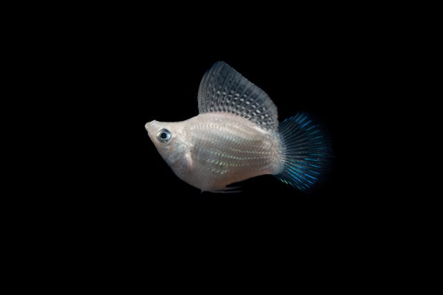 Do Mollies and Guppies Get Along? The Aquarium Guide